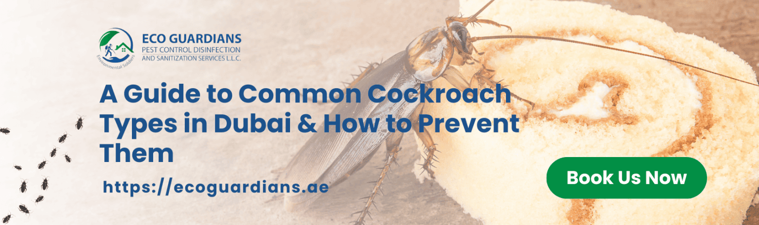 Guide to Common Cockroach Types in Dubai & How to Prevent Them
